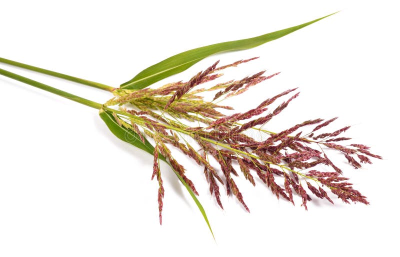 Johnson grass flowers stock image. Image of field, bloom - 258638147