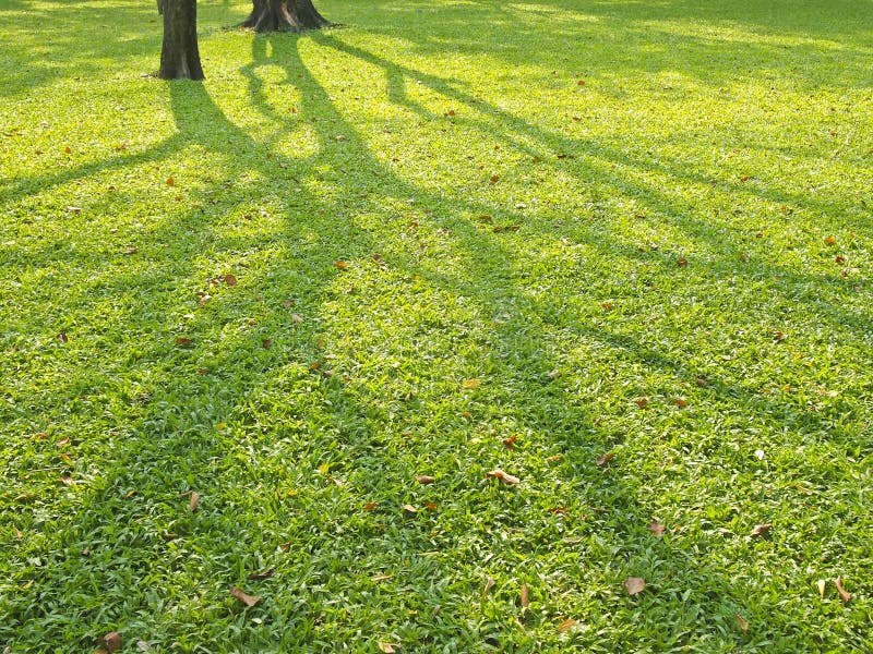 Great tree shadow stock photo. Image of cast, colour - 25908402