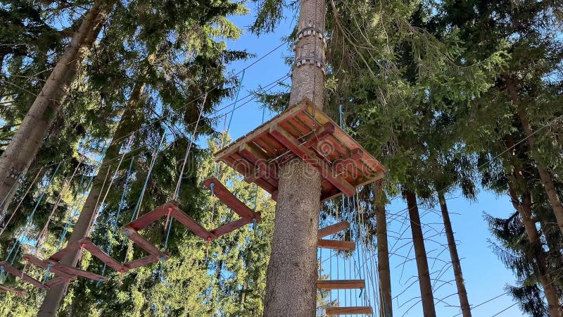 Join Us for an Exhilarating Tree Climbing Adventure Set in a Stunning ...