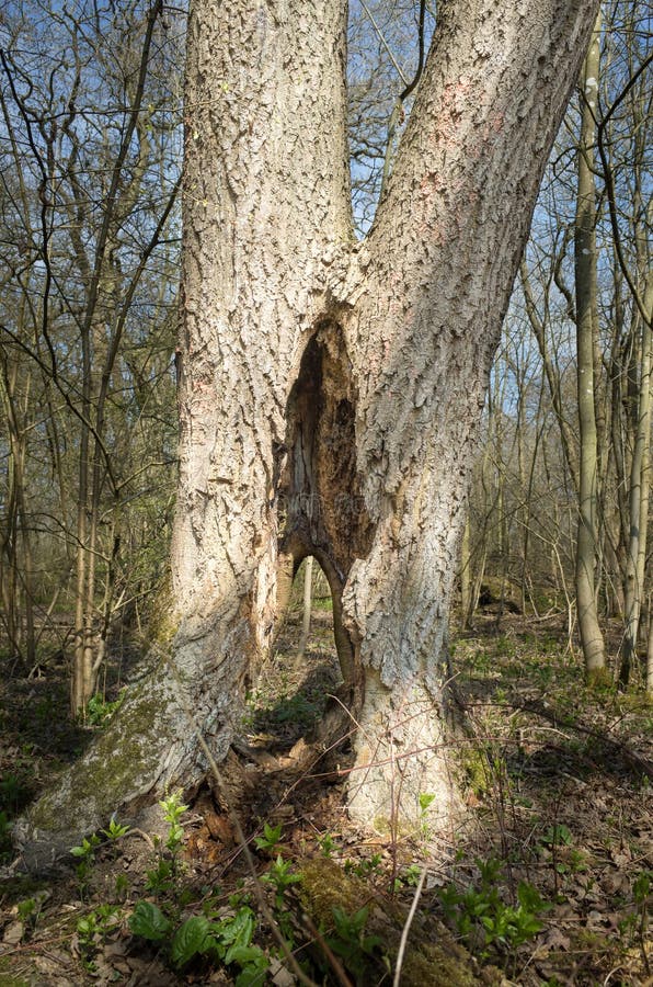 Joined stock photo. Image of tree, connected, twins, siamese - 52496082