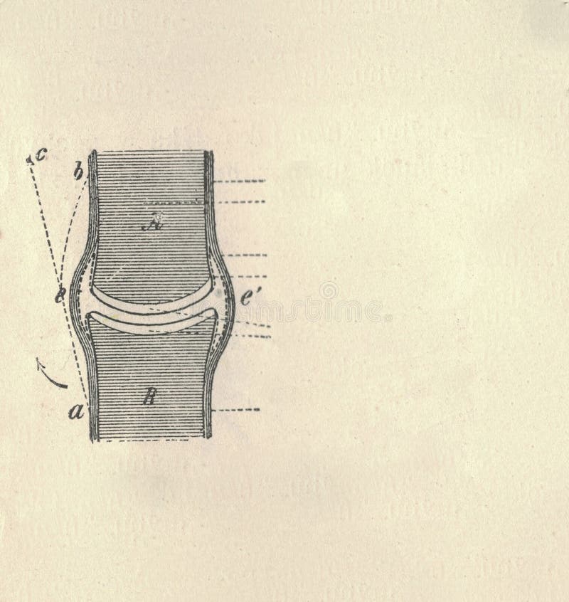 Joint Anatomy with Letters Legend (bones, Muscles). Vintage ...