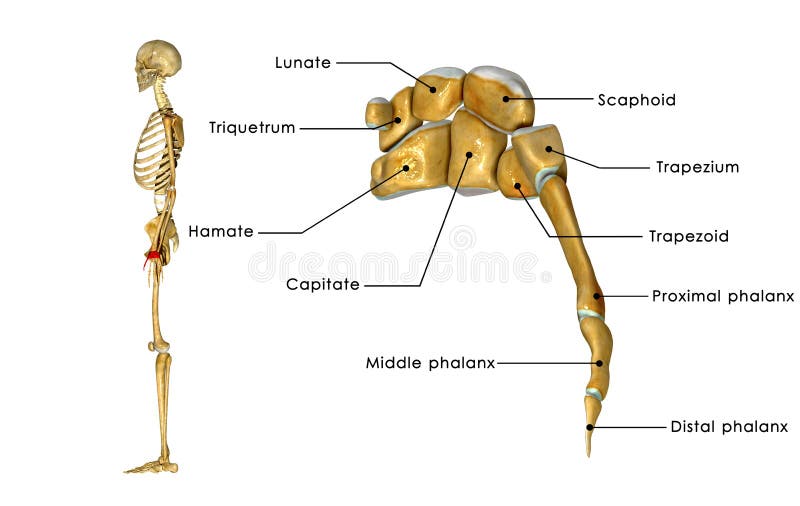 Joint de poignet illustration stock. Illustration du description - 46788034