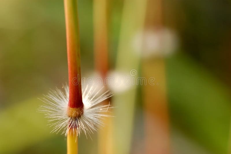 Joint of gold beard grass stock photo. Image of weed - 82635842