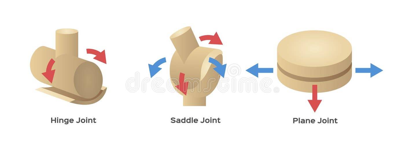 Saddle Joint Stock Illustrations – 119 Saddle Joint Stock Illustrations ...