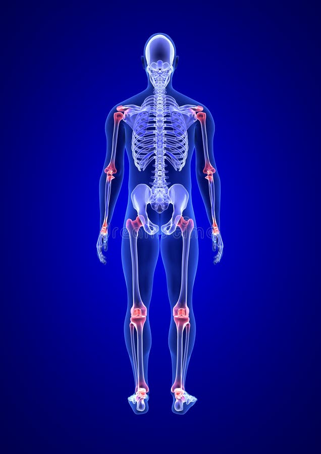 Blue Human Anatomy Body and Skeleton 3D Scan Render on Blue Background ...