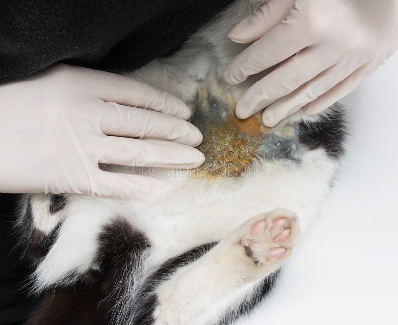 Joint Treatment of the Cat after Surgery Stock Image - Image of joint ...