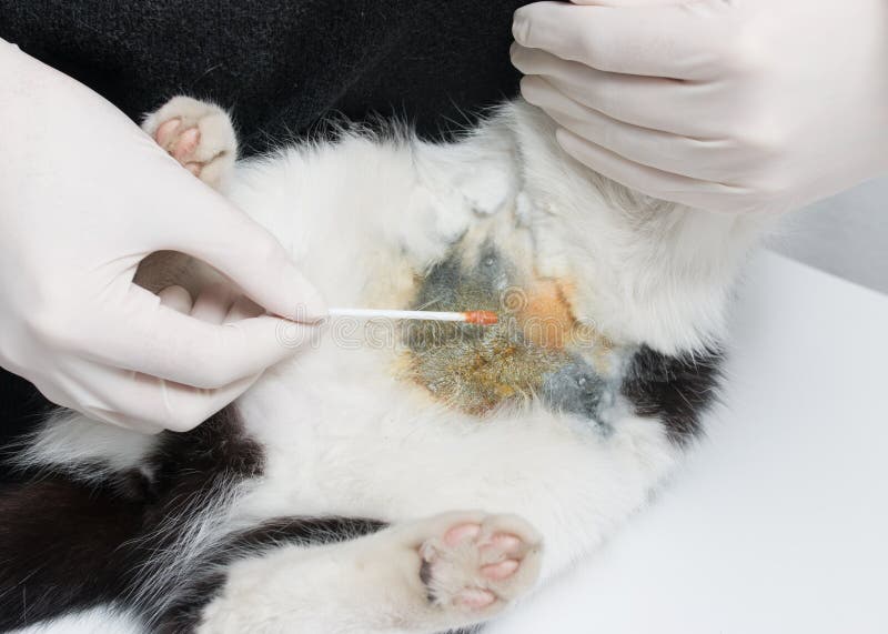 Joint Treatment of the Cat after Surgery Stock Photo - Image of joint ...