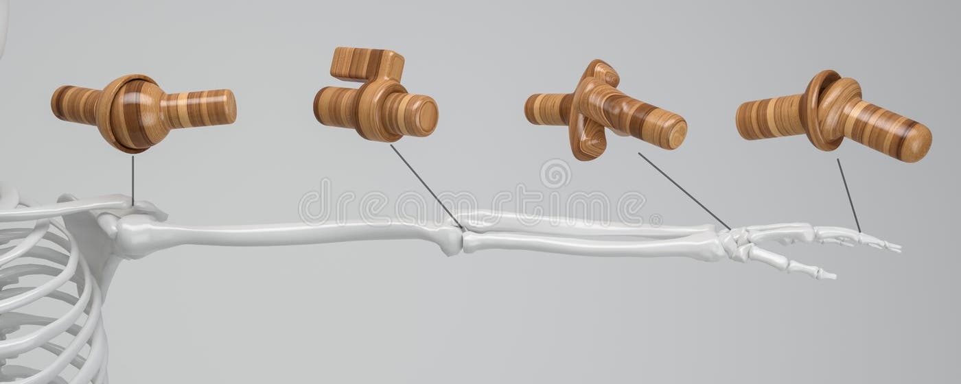 Types Joints Human Stock Illustrations – 39 Types Joints Human Stock ...