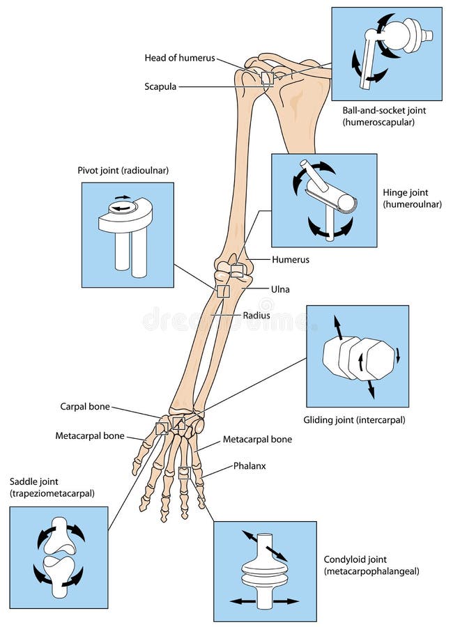 Limb Upper Stock Illustrations – 569 Limb Upper Stock Illustrations ...