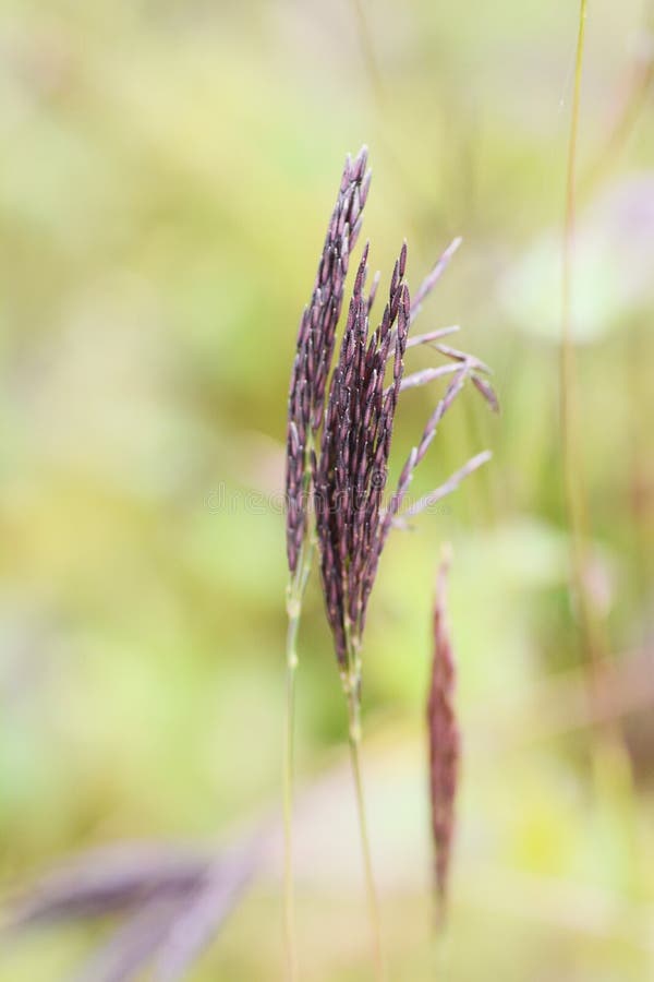 Jointhead Arthraxon Arthraxon Hispidus Stock Photo - Image of jointhead ...