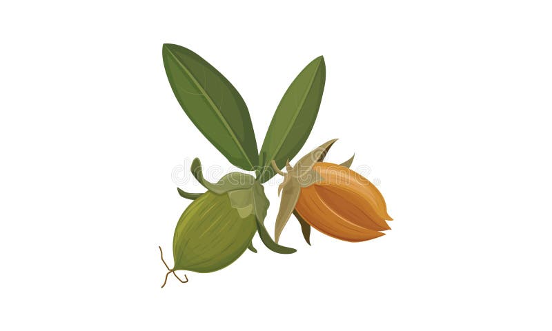 Fruta de la jojoba. ilustración del vector. Ilustración de travieso ...