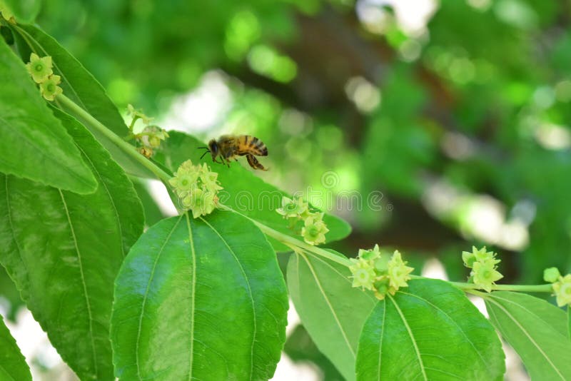 Jojoba Blooming Tree Flowers Stock Photo - Image of pollination ...