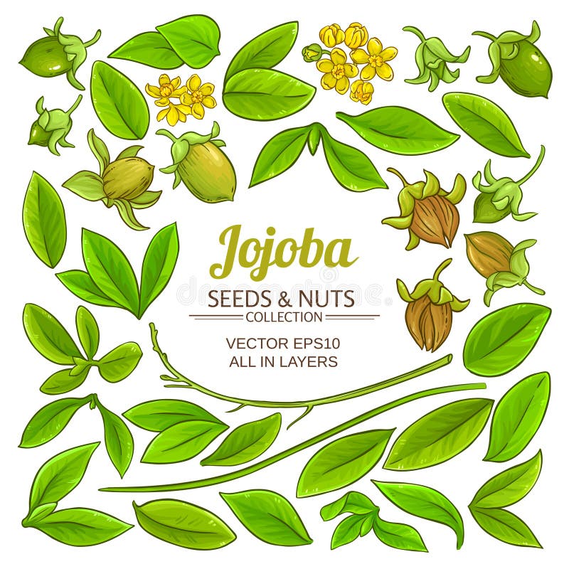 Jojoba plant vector stock vector. Illustration of medicinal - 125415868