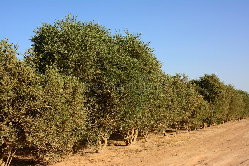 Jojoba trees stock image. Image of hohoba, product, tree - 73190589