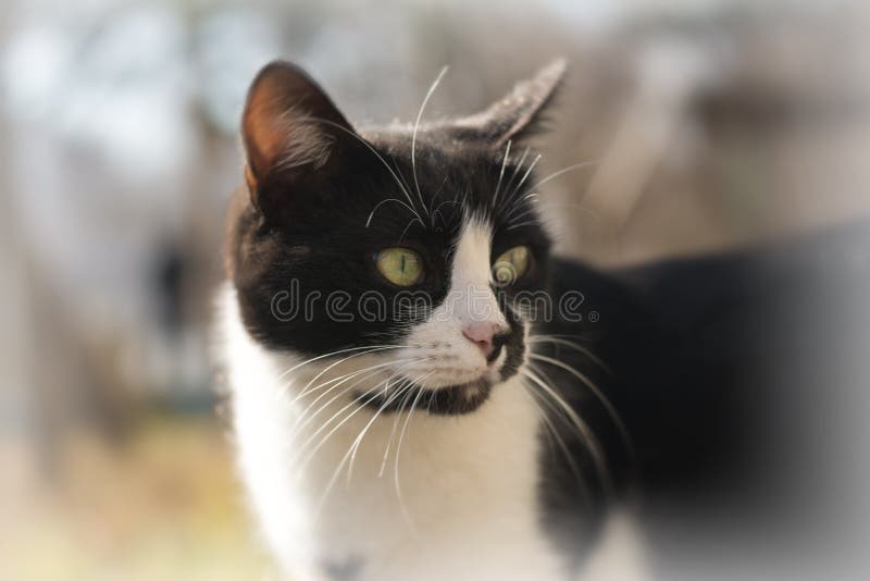 Joli chat photo stock. Image du chevelu, favori, oreilles - 83634184