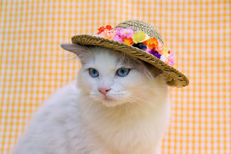 Joli Chat Mignon De Ragdoll Avec Un Chapeau Image stock - Image du ...