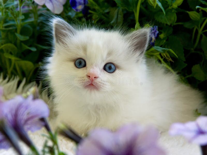 Joli Chaton De Ragdoll Dans La Grande Cuvette Bleue Photo stock - Image ...