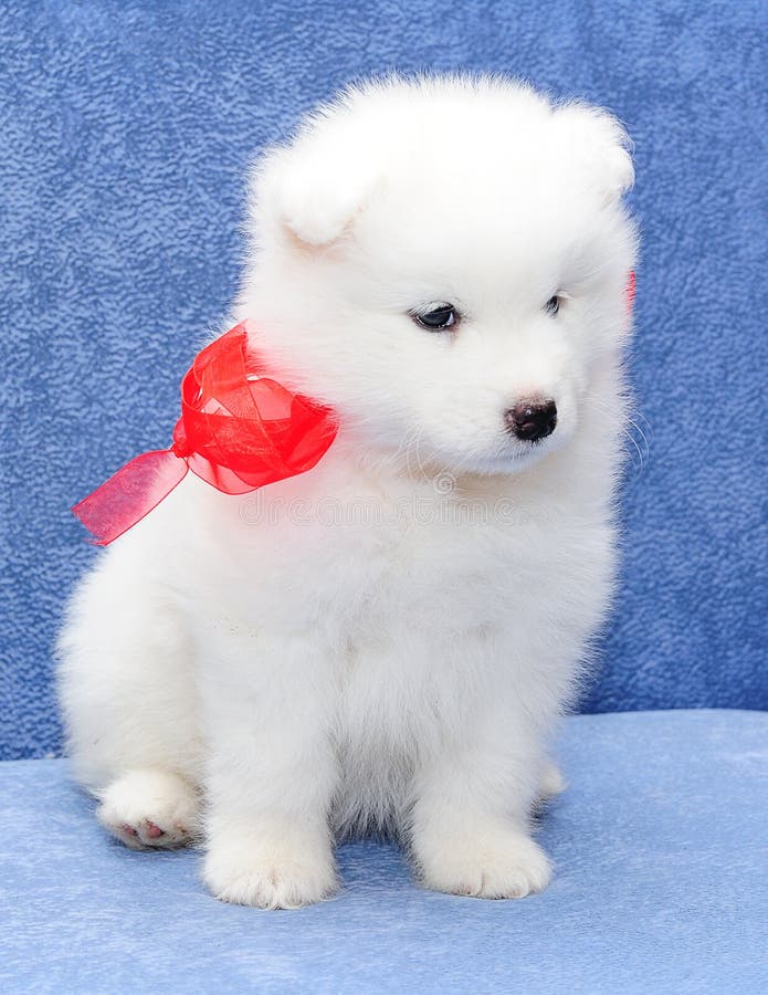 Joli Chiot De Samoyed (ou Bjelkier) Image stock - Image du samoyède ...
