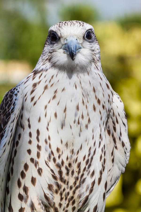 Joli faucon photo stock. Image du mouche, majestueux - 30381184