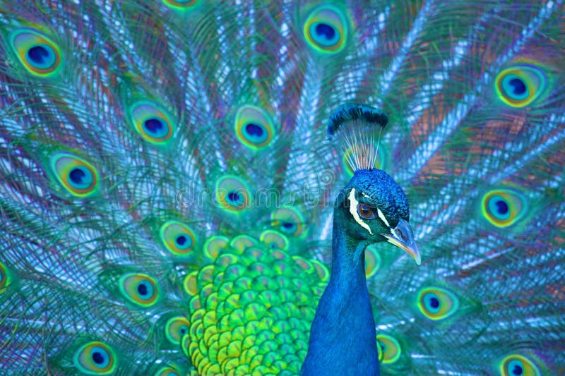 Joli paon photo stock. Image du course, repos, faune - 92331822