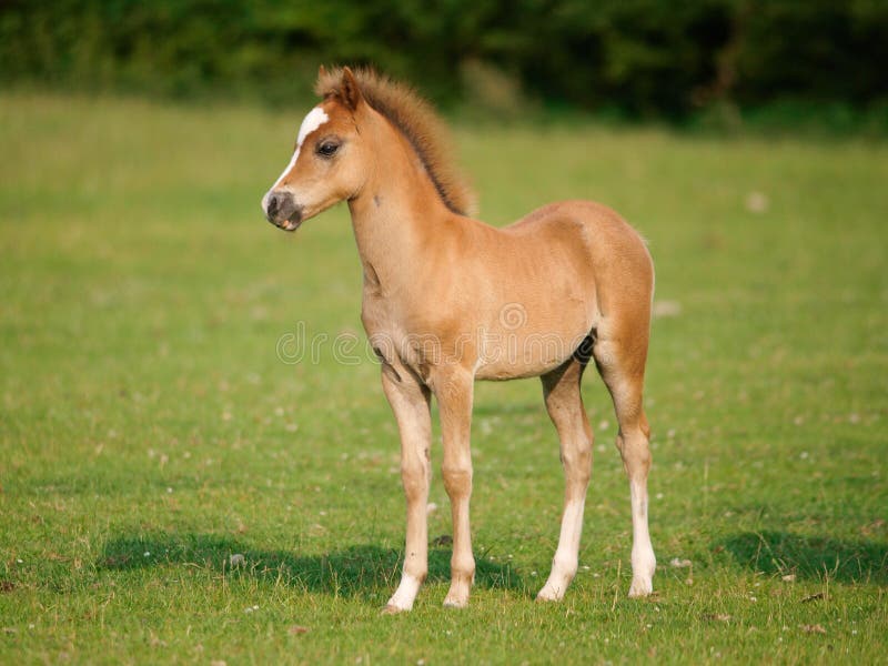 Mini Cheval Falabella De Poulain Photo stock - Image du étalon, été ...