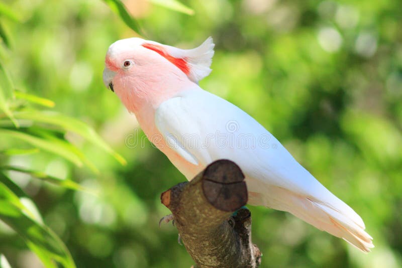 Joli rose de perroquet image stock. Image du faune, tropical - 9733131