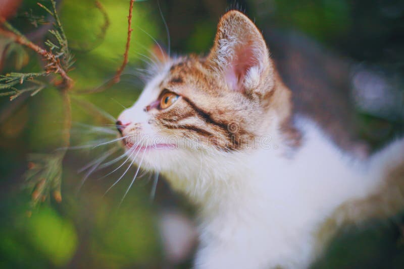 11,595 Profil De Chat Photos libres de droits et gratuites de Dreamstime