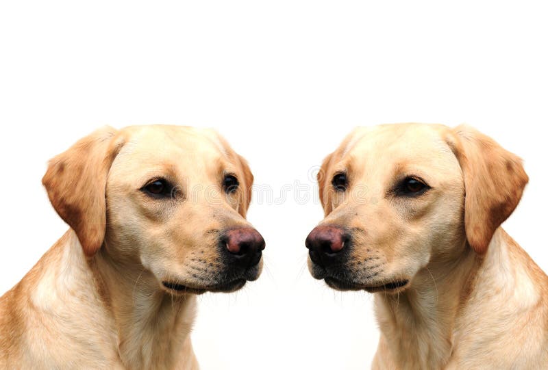 Jolis chiots de Labrador image stock. Image du labrador - 8758583