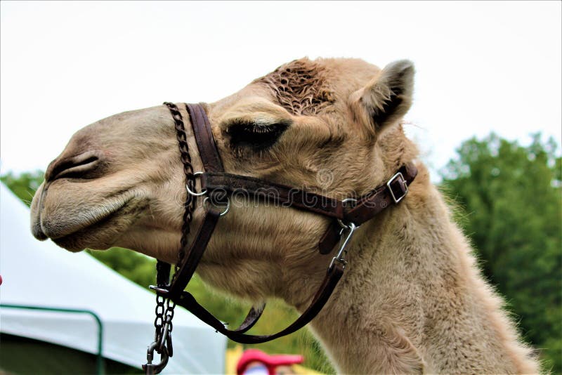 3,002 Happy Camel Stock Photos - Free & Royalty-Free Stock Photos from ...