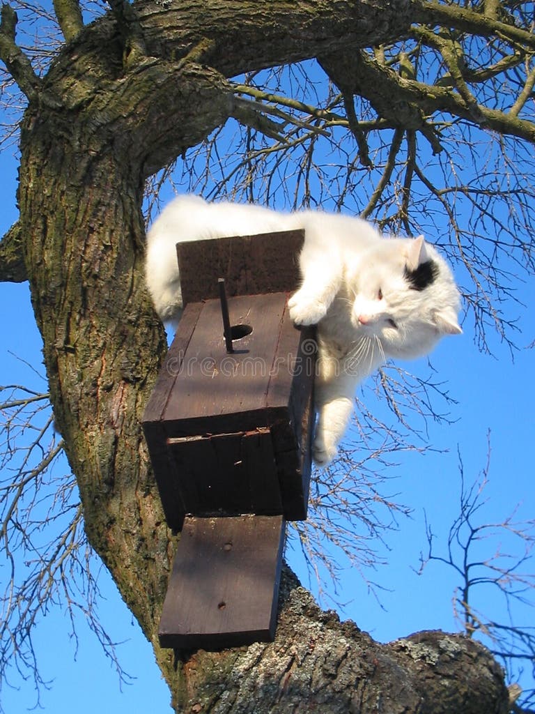 Jonas Tree Stock Photos - Free & Royalty-Free Stock Photos from Dreamstime