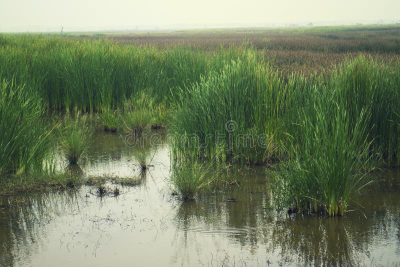 Paysage avec le jonc image stock. Image du herbal, marais - 39630439