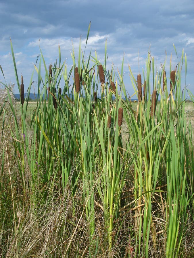 Fleurs et feuilles de jonc photo stock. Image du canne - 45600308