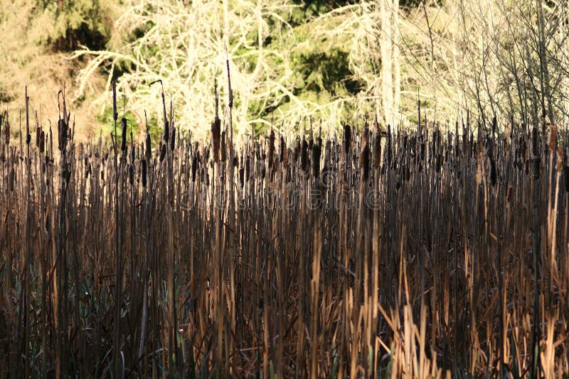 Joncs photo stock. Image du roseau, zone, ensoleillé - 11916328