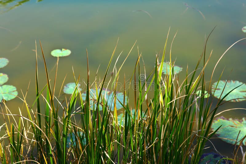 Joncs au soleil photo stock. Image du herbes, nature - 24039308