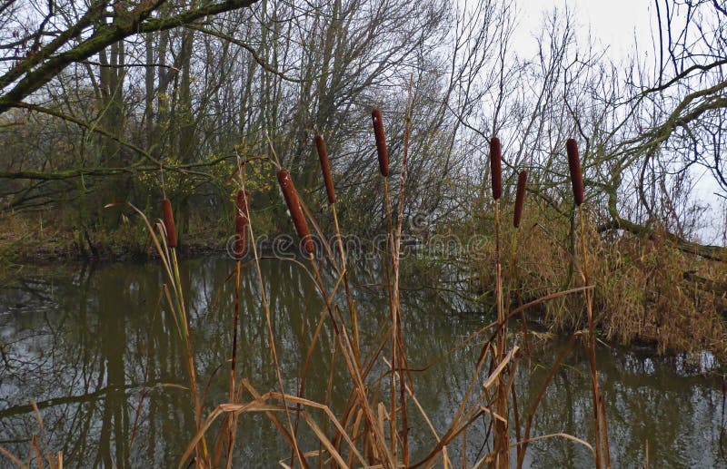 Joncs image stock. Image du normal, marais, marécage - 32280129