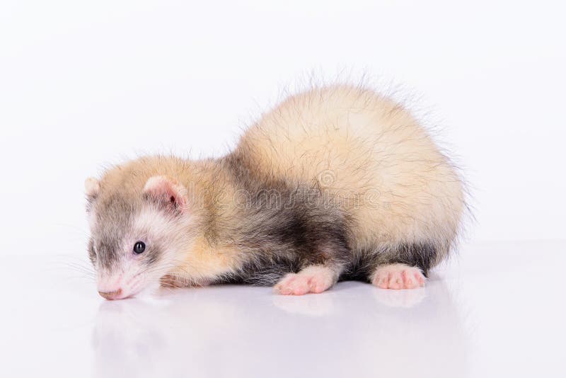 Dier Oud Fret Op Witte Achtergrond Stock Foto - Image of aandachtig ...