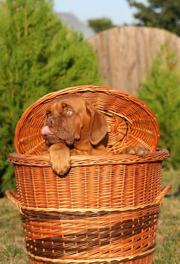 Jong in een mand. stock afbeelding. Image of puppy, mand - 10799999