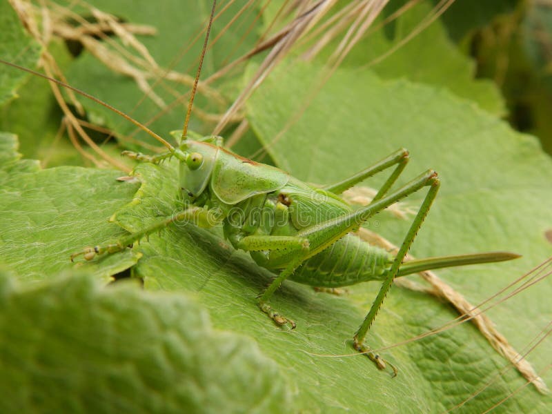 Groot groen insect stock foto. Image of groen, sprinkhaan - 42593518