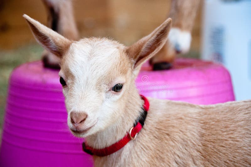 De Geit Van Het Jonge Geitje In Een Emmer Stock Foto - Afbeelding ...