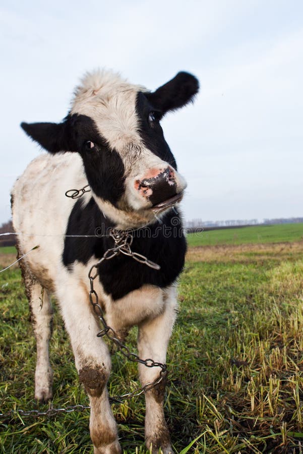 Kalf stock afbeelding. Image of melk, uier, zuivelfabriek - 54862259