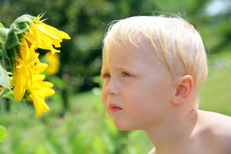 Jong Kind Buiten Het Ruiken Van Zonnebloem Stock Afbeelding - Image of ...