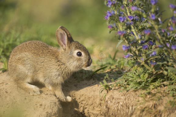 Jong wild konijn stock afbeelding. Image of dier, groen - 35450399