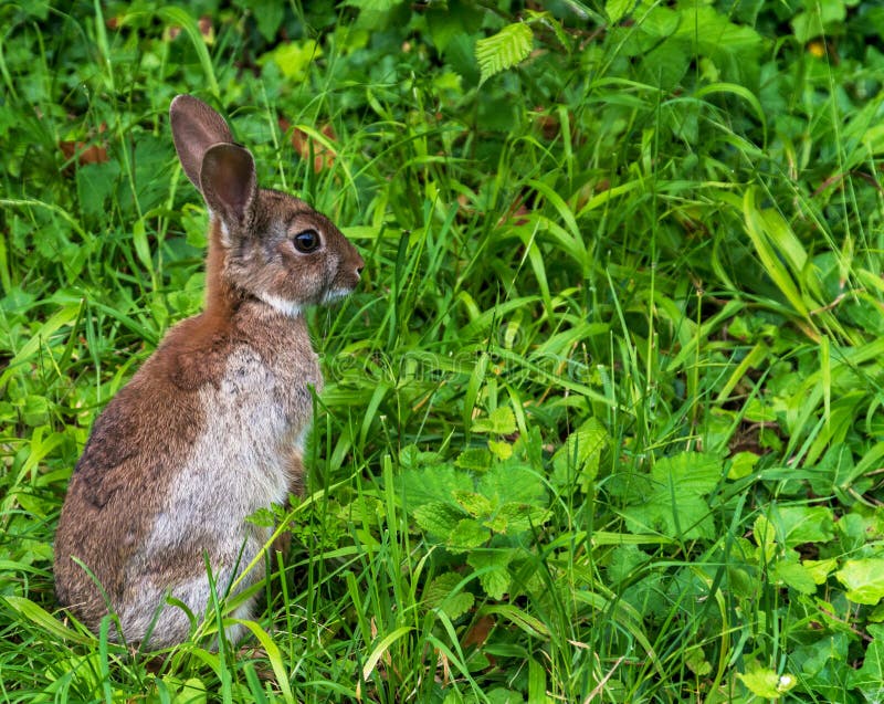 Jong wild Konijn stock foto. Image of land, platteland - 74352150