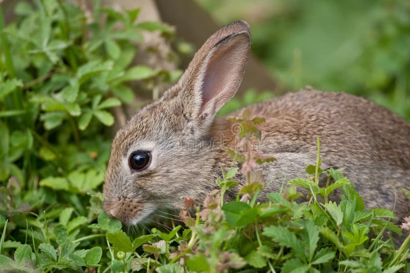 Jong wild Konijn stock foto. Image of katoenstaartkonijn - 9836722