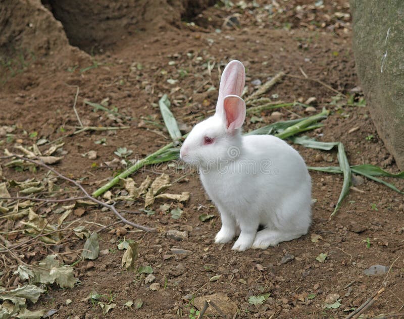 Jong wit konijn stock afbeelding. Image of dier, schoon - 10666475