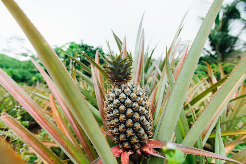Het Gebied Van De Boom Van De Ananas In Close-up Stock Afbeelding ...
