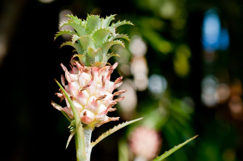 Jonge ananasboom met klein stock foto. Image of ananas - 24891662