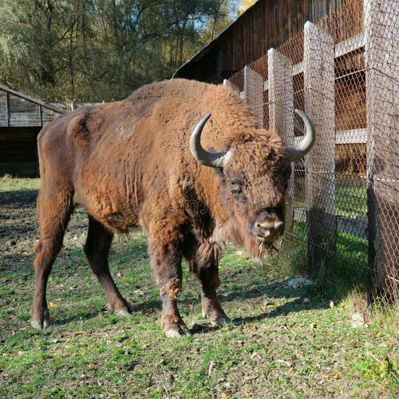 Aurochs, Jonge Dieren in Het Bos Europese Die Bonasus Van De Bizonbizon ...