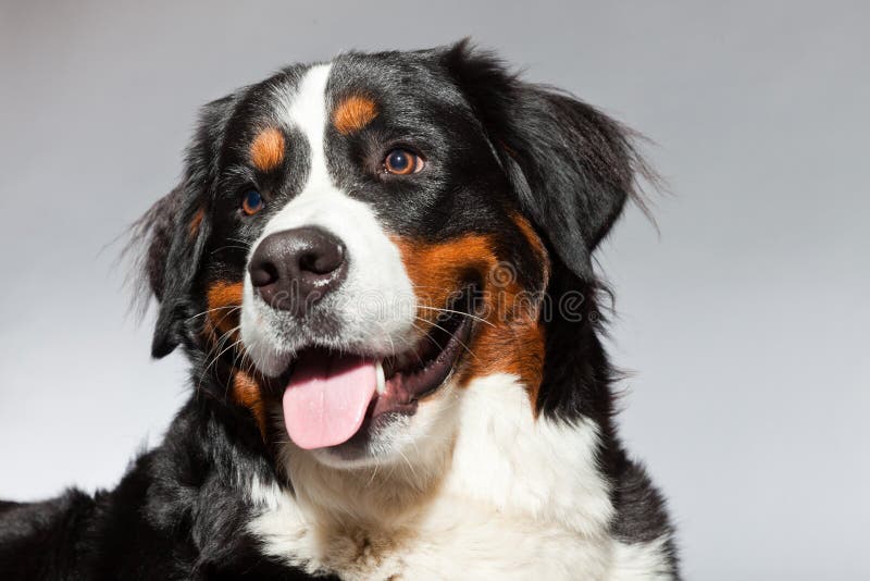 Jonge berner sennen hond. stock afbeelding. Afbeelding bestaande uit ...