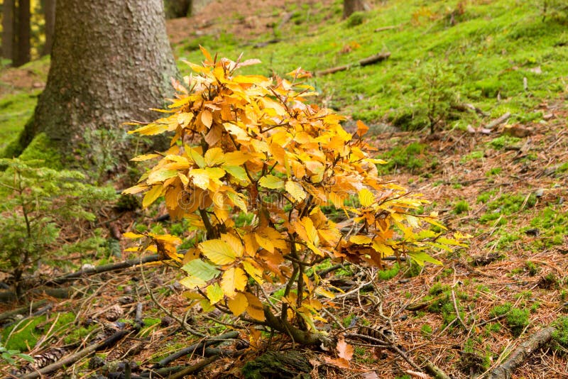 Het blad van de beuk stock afbeelding. Image of seizoen - 28222543
